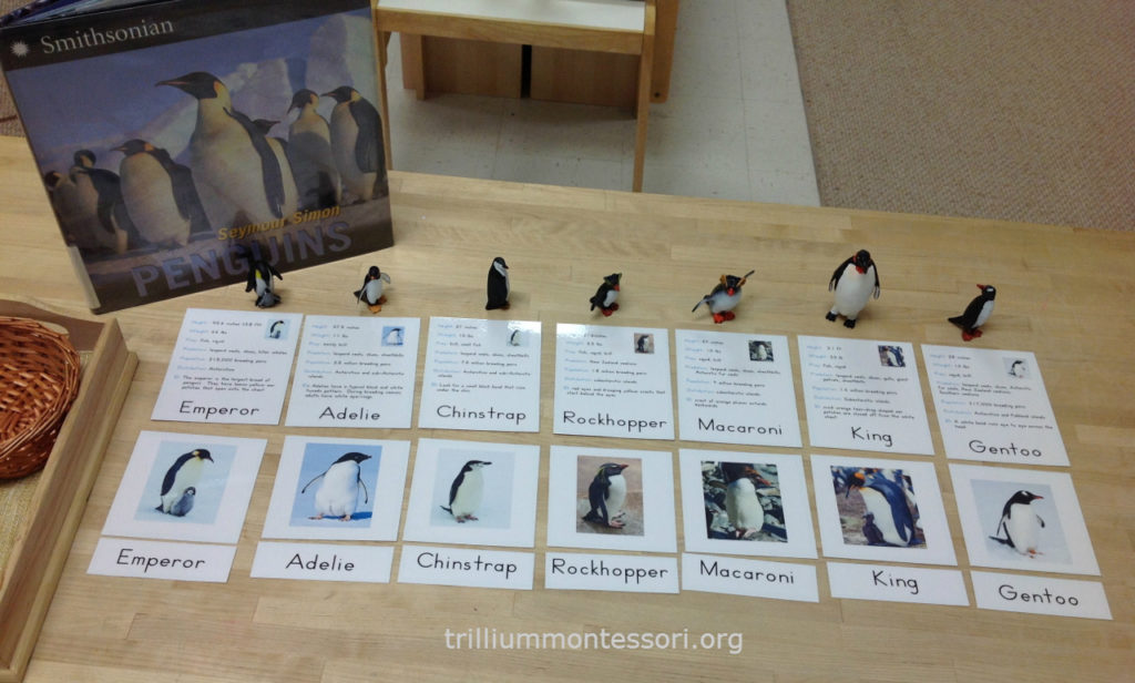 Antarctica: Learning About Penguins
