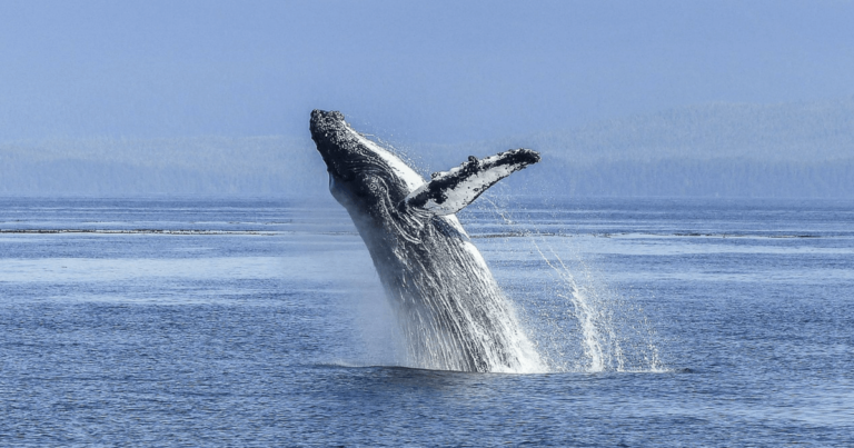 Types of Whales: Facts, Pictures, Adaptations, Printable