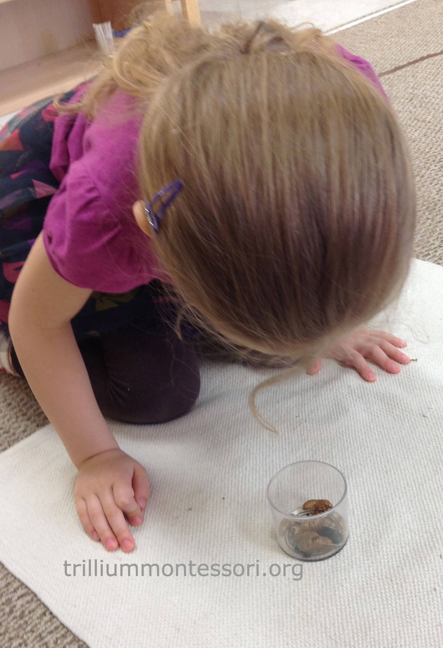 Bugs! Fine Motor and Art Activities on the Montessori Shelf