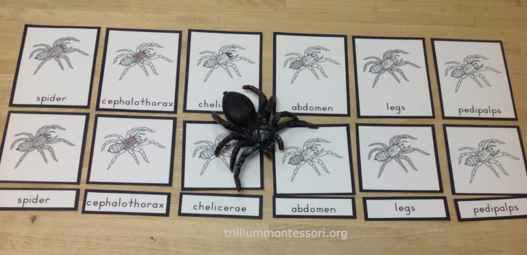 Preschool Themes for Fall