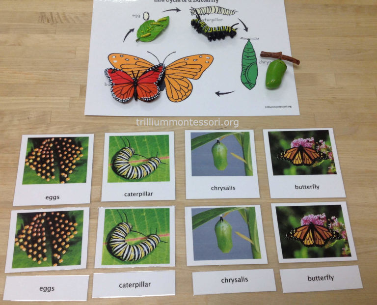 Learning About Bugs: Activities for Preschool and Montessori