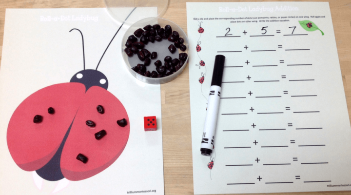Life Cycle of a Ladybug (or Ladybird): Free Printable