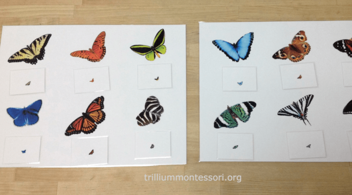 Learning About Bugs: Activities for Preschool and Montessori