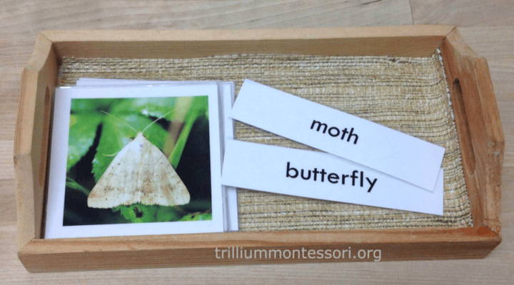 Learning About Bugs: Activities for Preschool and Montessori