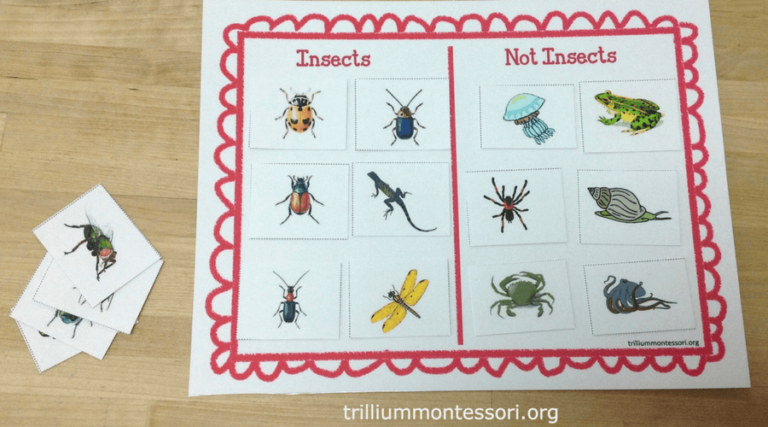 Learning About Bugs: Activities for Preschool and Montessori
