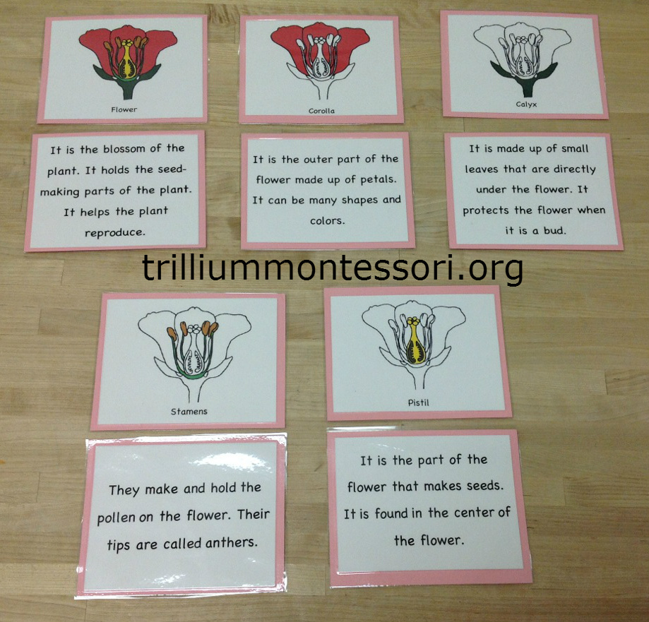 Flower Activities For Montessori Or A Preschool Unit Flower Activities For Montessori Or A Preschool Unit