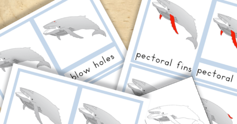 Types of Whales: Facts, Pictures, Adaptations, Printable