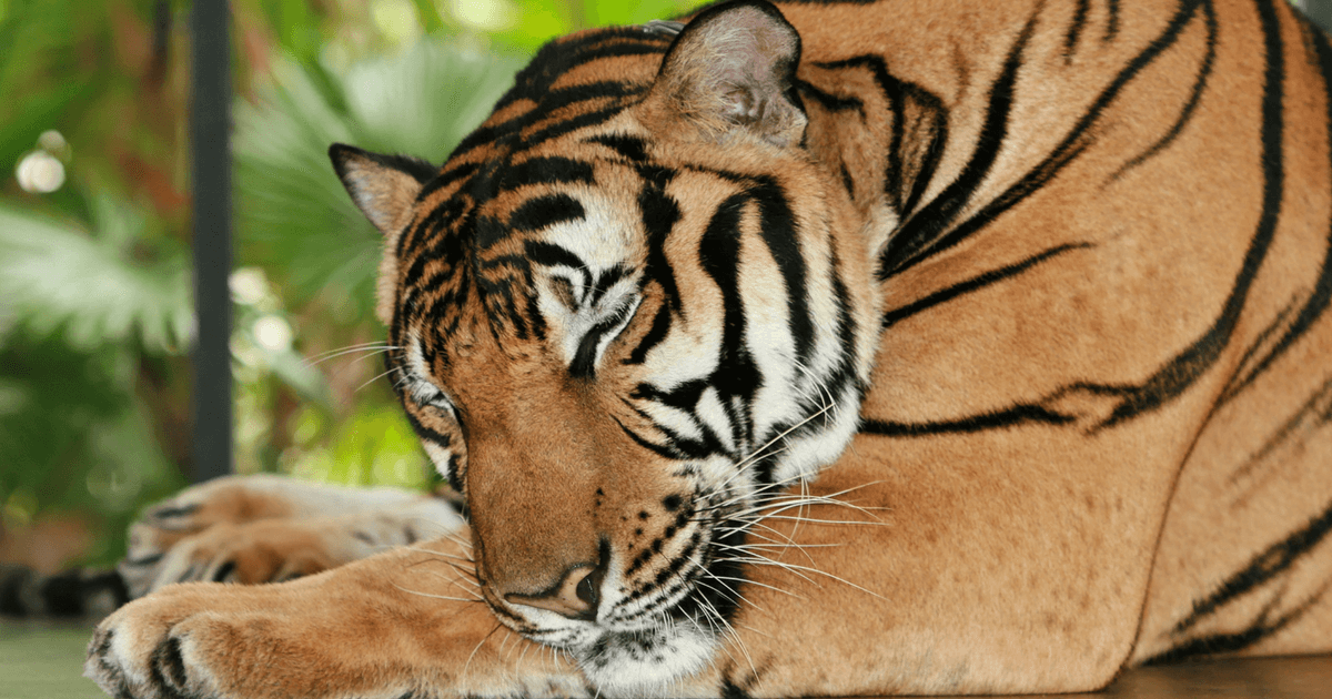 Learning About Asia: Introduction