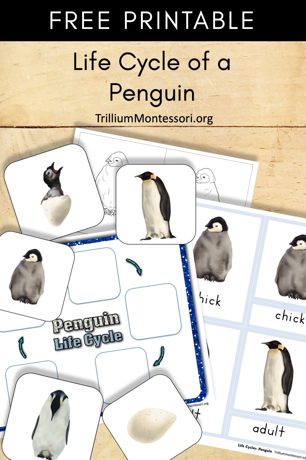 Free Printable: Penguin Life Cycle