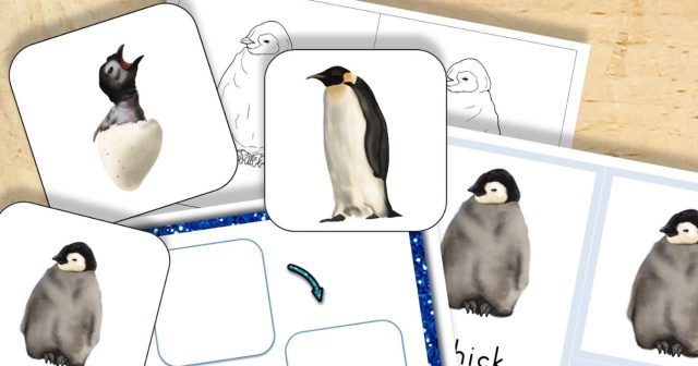 Types of Penguins: Photos, Habitat, Facts, Characteristics