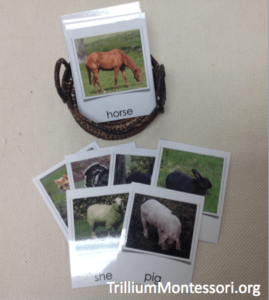 Farm Animals: Preschool Activities and Facts