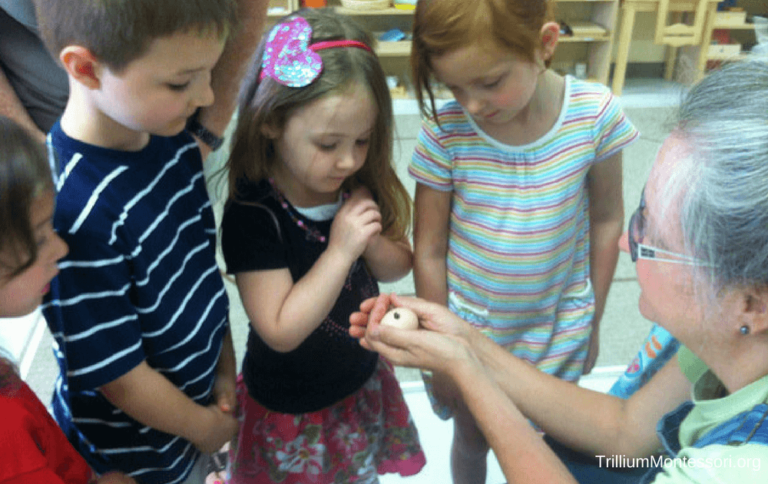 Montessori Resources for Learning About Birds