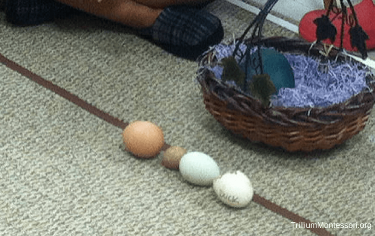 Montessori Resources for Learning About Birds