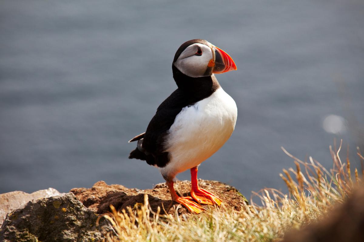 Animals of the Tundra: Adaptations, Images & Facts