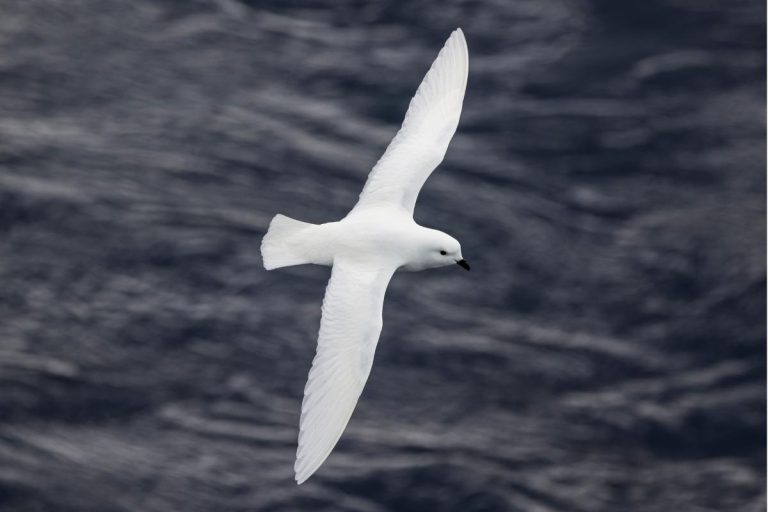Animals of the Tundra: Adaptations, Images & Facts