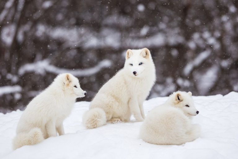 Animals of the Tundra: Adaptations, Images & Facts