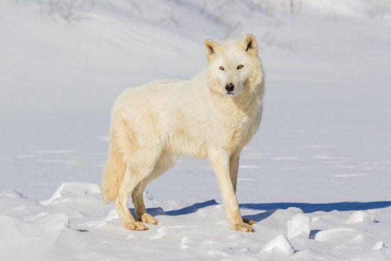 Animals of the Tundra: Adaptations, Images & Facts