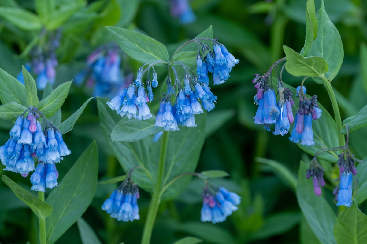 Plants of the Tundra: Adaptations, Pictures, and Facts
