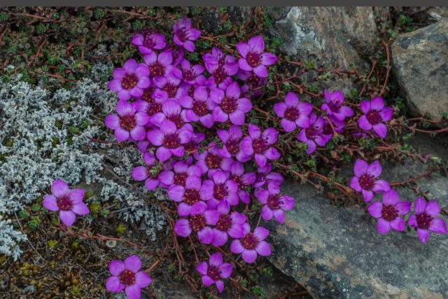 Plants of the Tundra: Adaptations, Pictures, and Facts