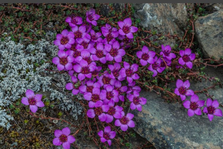 Plants of the Tundra: Adaptations, Pictures, and Facts