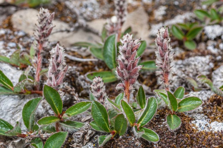 The Tundra Biome: Facts, Activities, Printables