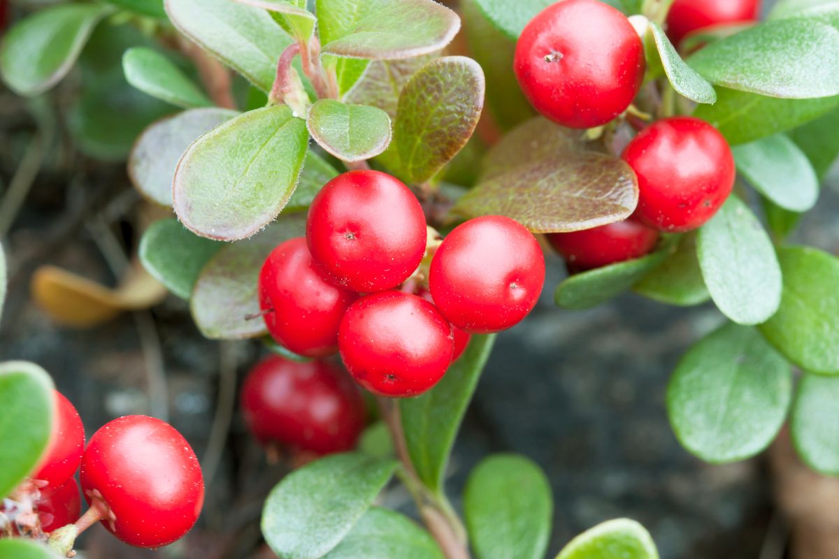 Plants of the Tundra: Adaptations, Pictures, and Facts