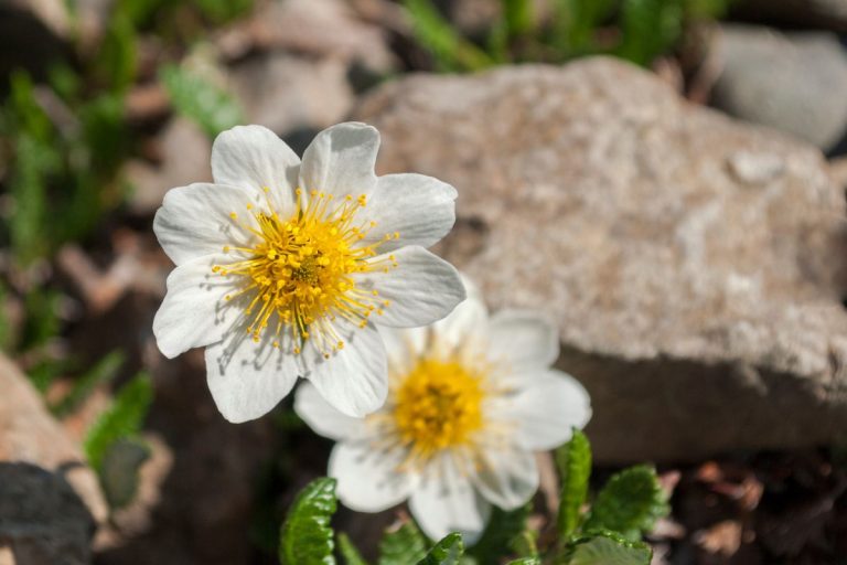 Plants of the Tundra: Adaptations, Pictures, and Facts