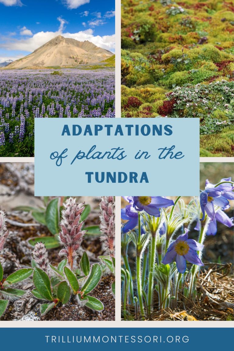 Plants of the Tundra: Adaptations, Pictures, and Facts