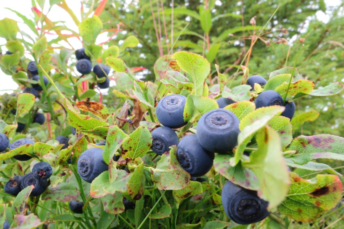Plants of the Tundra: Adaptations, Pictures, and Facts
