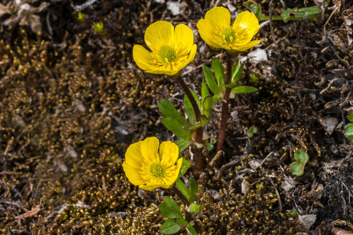 Plants of the Tundra: Adaptations, Pictures, and Facts