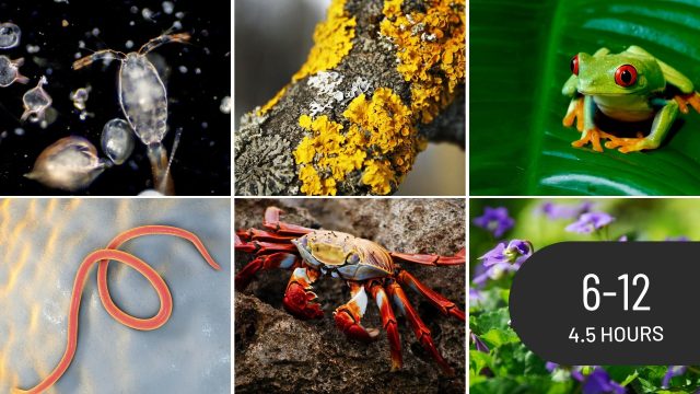 The Montessori Elementary Science Curriculum