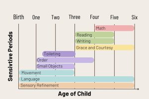 Sensitive Periods in Montessori Education