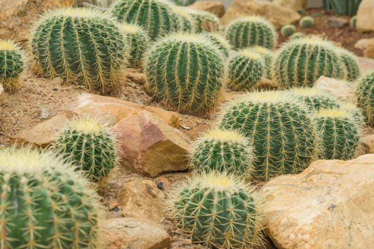 Plants of the Desert: Adaptations, Pictures, and Facts