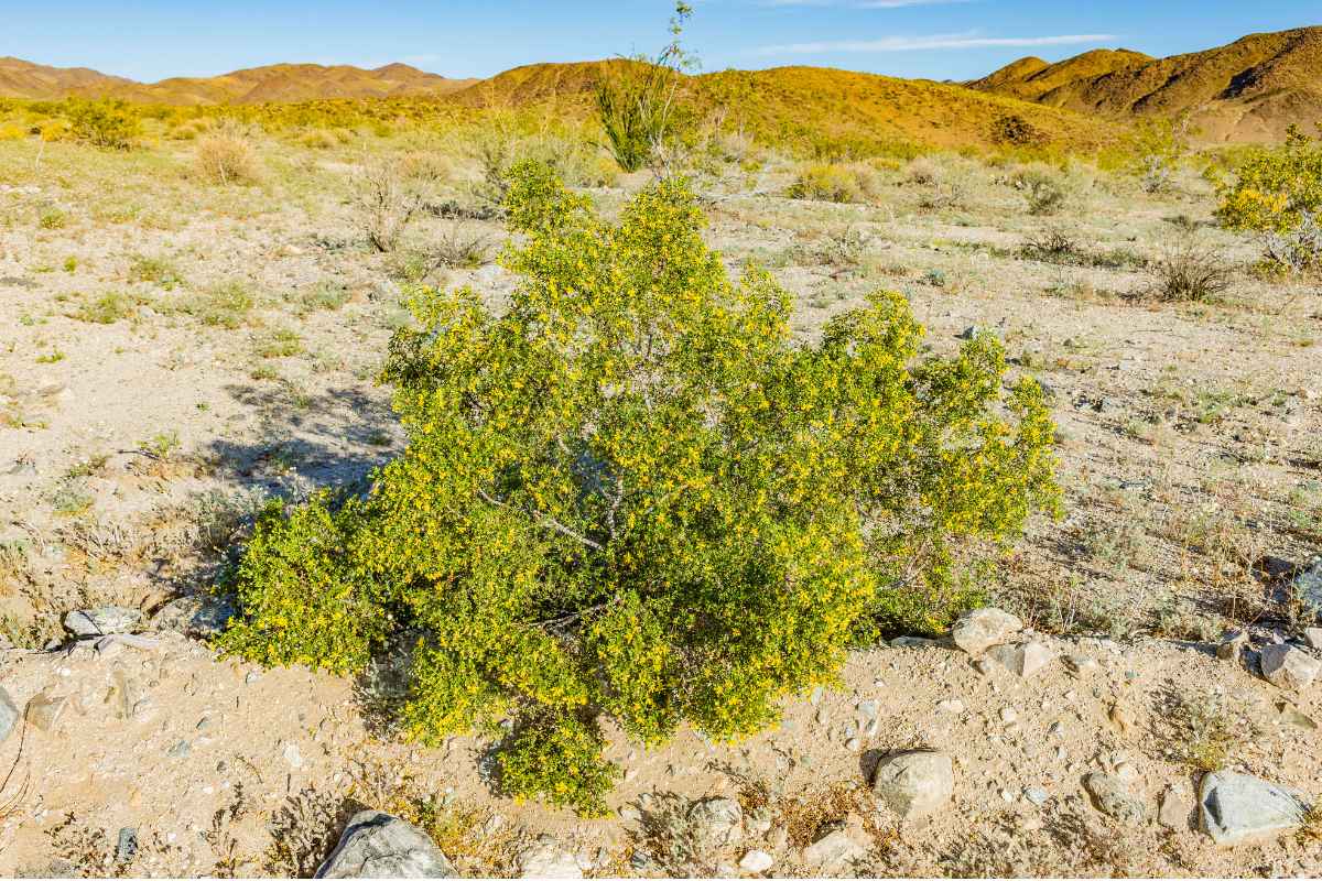 Plants of the Desert: Adaptations, Pictures, and Facts