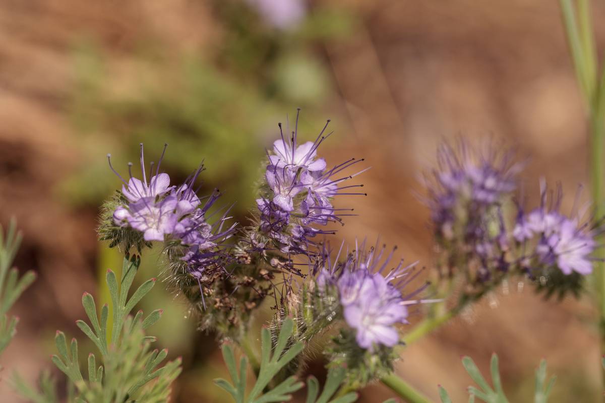Plants of the Desert: Adaptations, Pictures, and Facts