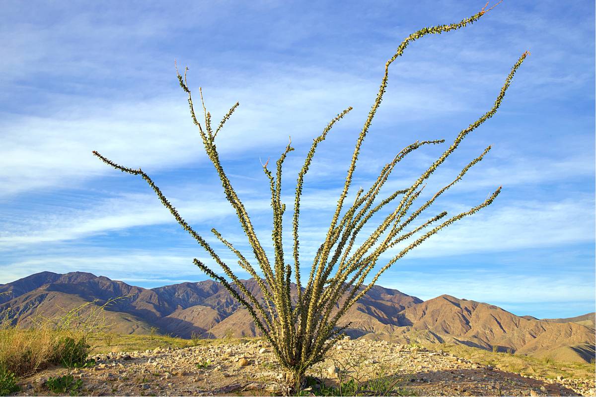 Plants of the Desert: Adaptations, Pictures, and Facts