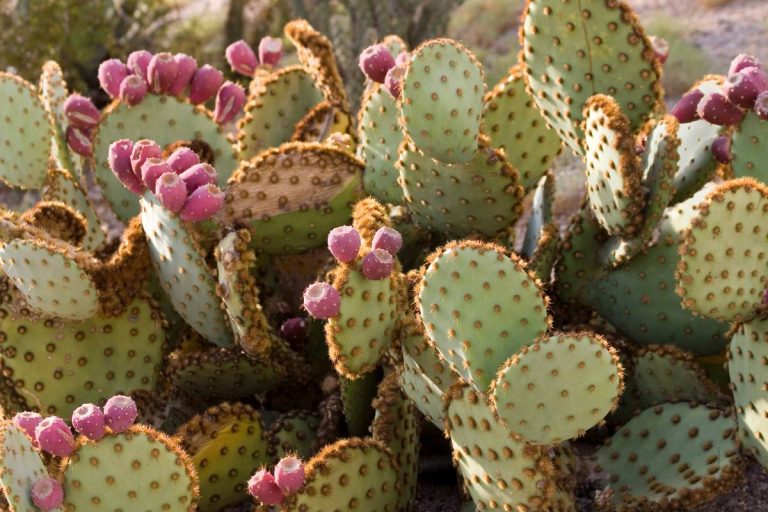 Plants of the Desert: Adaptations, Pictures, and Facts