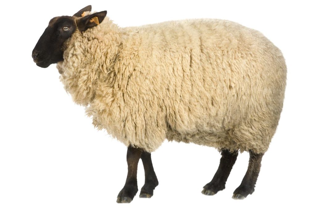 Farm Animals: Preschool Activities and Facts