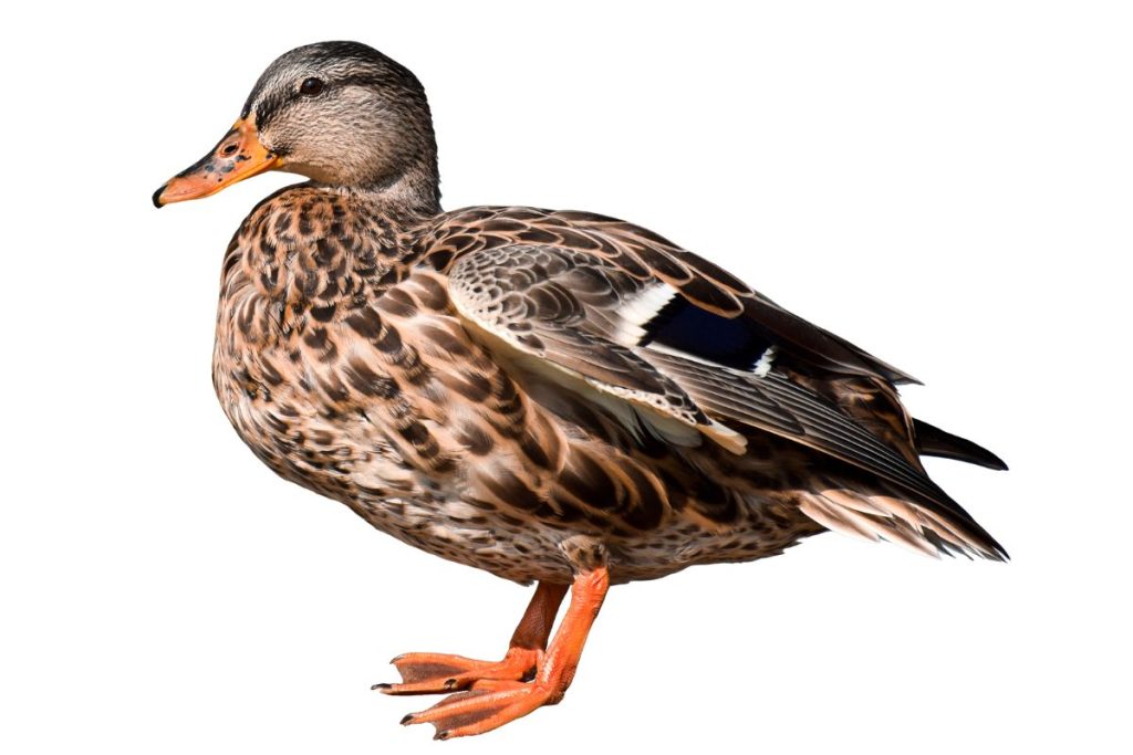 Farm Animals: Preschool Activities and Facts