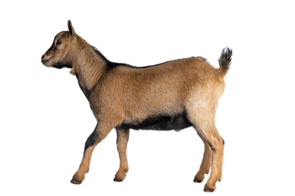 Farm Animals: Preschool Activities and Facts