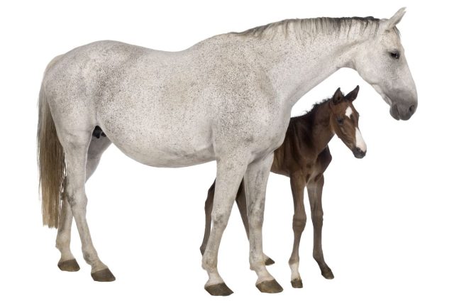 Farm Animals: Preschool Activities and Facts