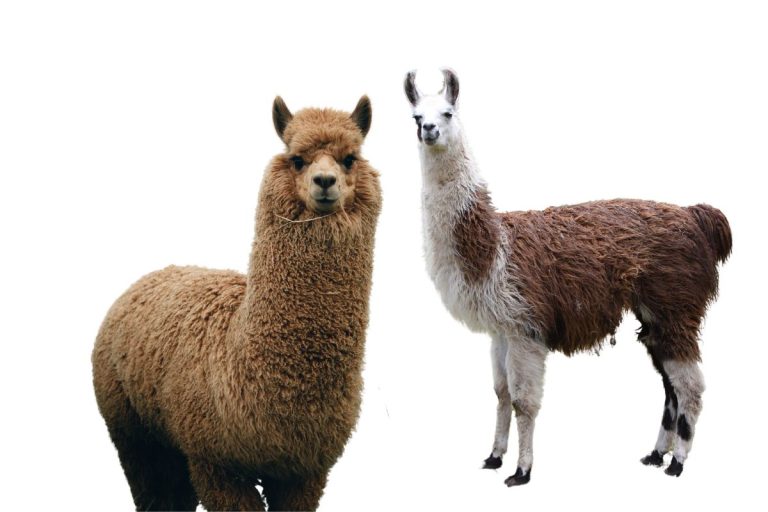 Farm Animals: Preschool Activities and Facts