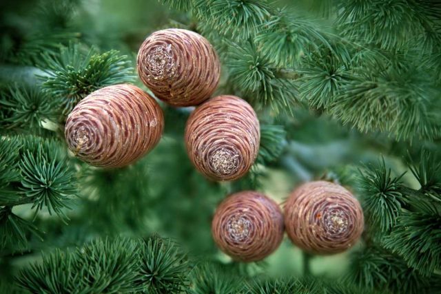 Plants of the Temperate Forest: Facts, Pictures, and Adaptations