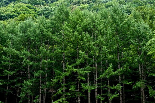 Plants of the Temperate Forest: Facts, Pictures, and Adaptations