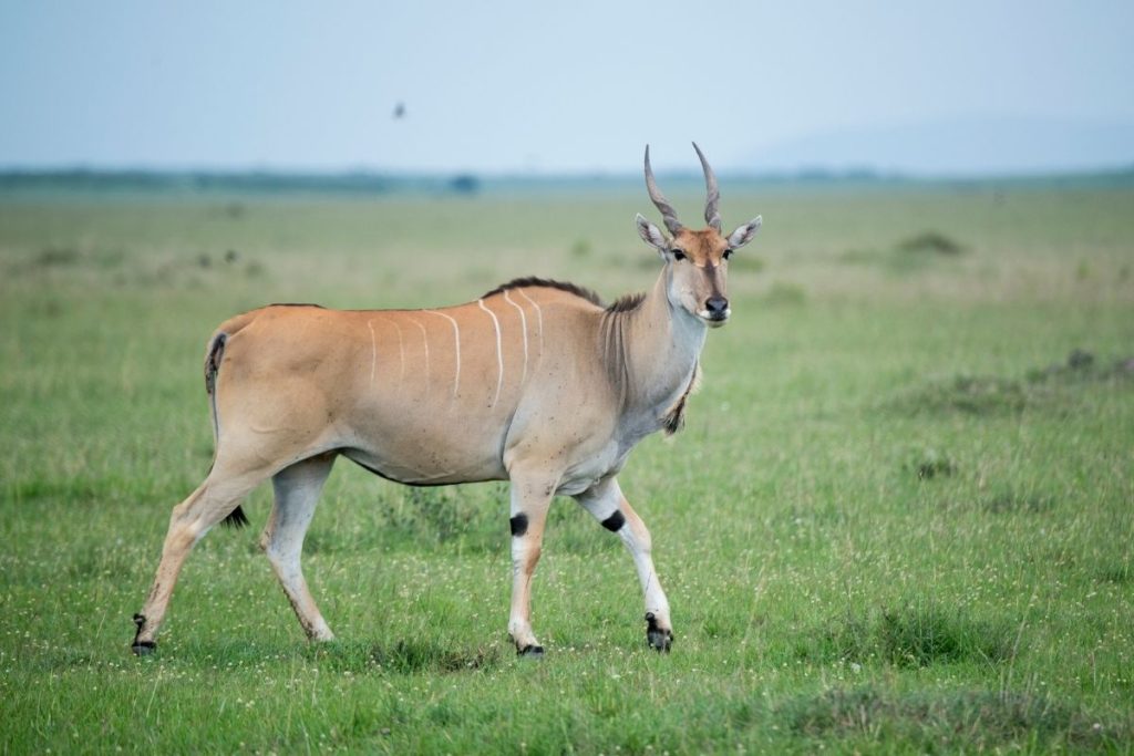 Grassland Animals: Facts, Pictures, and Adaptations