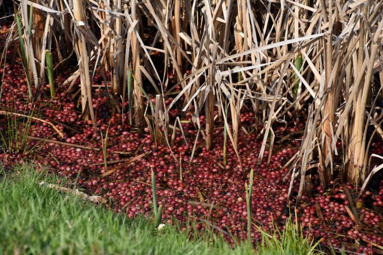 Plants of the Wetlands: Facts, Pictures, and Adaptations