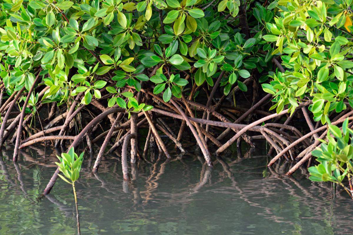 Plants of the Wetlands: Facts, Pictures, and Adaptations