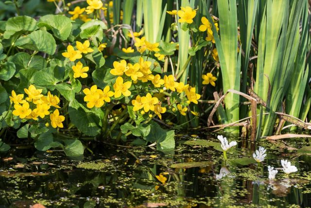 Plants of the Wetlands: Facts, Pictures, and Adaptations