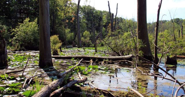 Plants of the Wetlands: Facts, Pictures, and Adaptations