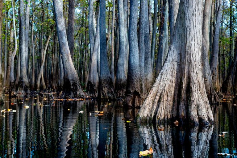 Plants of the Wetlands: Facts, Pictures, and Adaptations